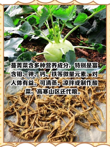 蔓菁读音是什么_蔓菁怎么读才标准-第1张图片-山城妙识 蔓菁读音是什么_蔓菁怎么读才标准-第1张图片-山城妙识