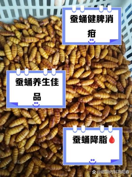 蚕蛹的功效与作用及禁忌_蚕蛹怎么吃才安全-第3张图片-山城妙识 蚕蛹的功效与作用及禁忌_蚕蛹怎么吃才安全-第3张图片-山城妙识