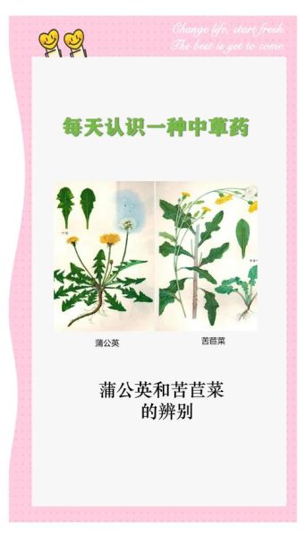 蒲公英怎么吃不苦_蒲公英去苦味妙招-第1张图片-山城妙识