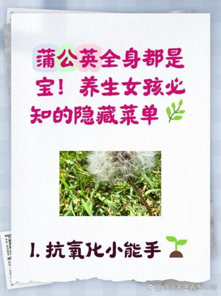 蒲公英怎么吃不苦_蒲公英去苦味妙招-第3张图片-山城妙识