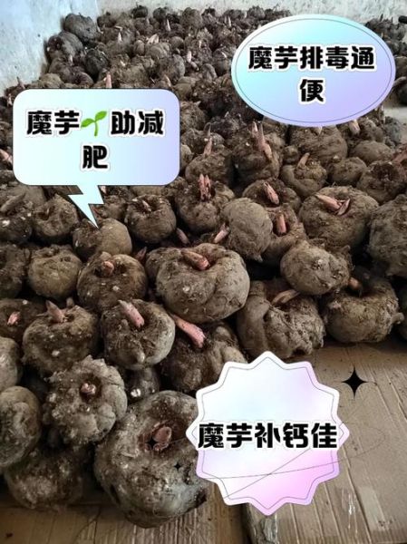 魔芋是什么颜色_魔芋颜色有几种-第3张图片-山城妙识