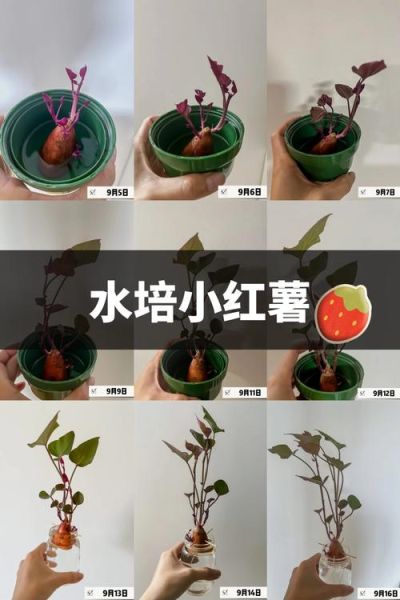 甜薯怎么保存不发芽_甜薯发芽还能吃吗-第2张图片-山城妙识