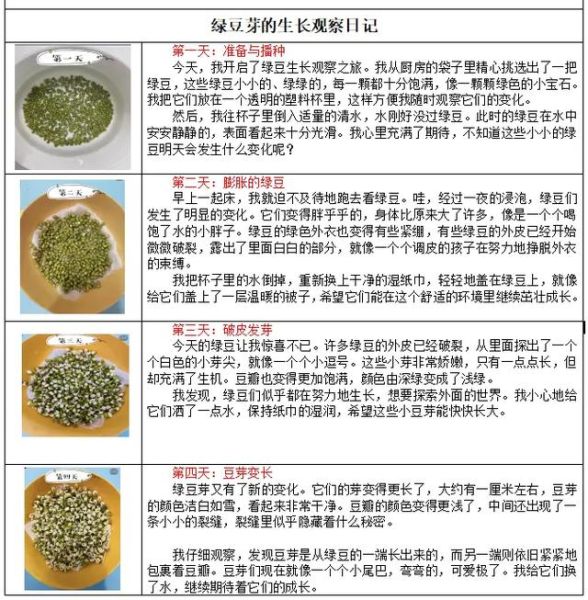 豆芽怎么发芽_豆芽生长过程需要几天-第3张图片-山城妙识