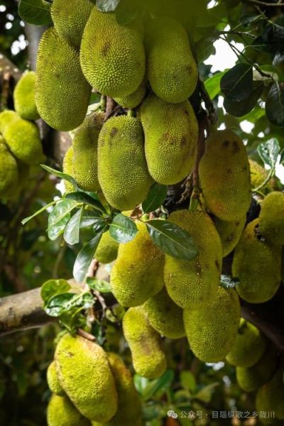 菠萝蜜树长什么样子_菠萝蜜树图片特征-第2张图片-山城妙识