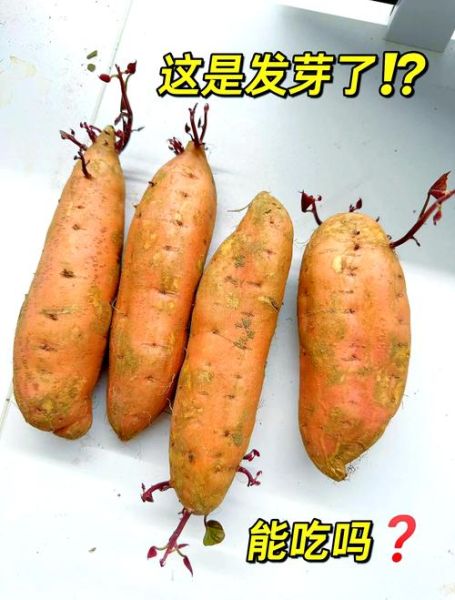 甜薯怎么保存不发芽_甜薯发芽还能吃吗-第3张图片-山城妙识