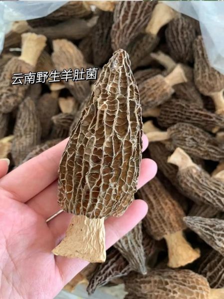 羊肚菌多少钱一斤干货_羊肚菌价格为什么差别大-第2张图片-山城妙识