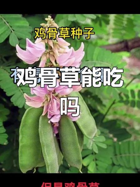 鸡骨草的功效与作用_鸡骨草怎么吃才安全-第3张图片-山城妙识