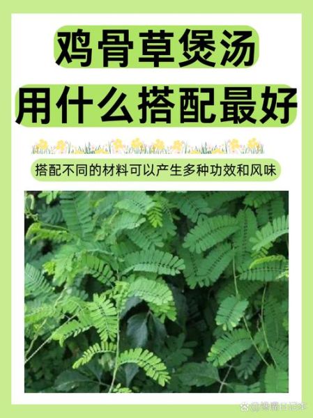 鸡骨草的功效与作用_鸡骨草怎么吃才安全-第1张图片-山城妙识