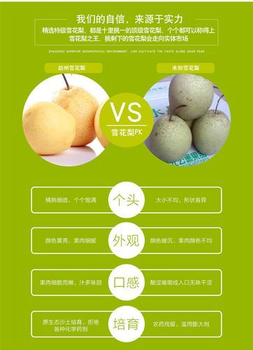 雪花梨图片大全_雪花梨和鸭梨区别-第1张图片-山城妙识