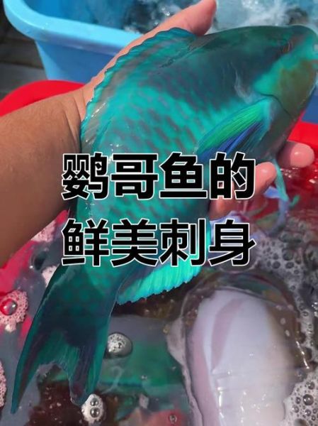 鹦哥鱼怎么养_鹦哥鱼吃什么食物-第3张图片-山城妙识 鹦哥鱼怎么养_鹦哥鱼吃什么食物-第3张图片-山城妙识