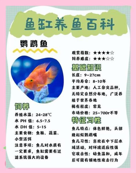 鹦哥鱼怎么养_鹦哥鱼吃什么食物-第2张图片-山城妙识 鹦哥鱼怎么养_鹦哥鱼吃什么食物-第2张图片-山城妙识