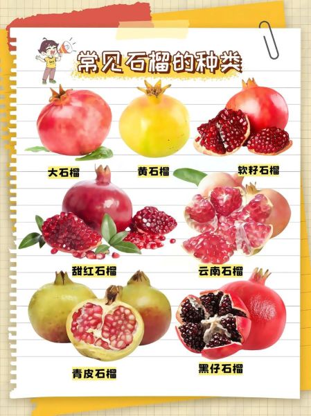 石榴怎么吃_石榴吃法视频教程-第2张图片-山城妙识