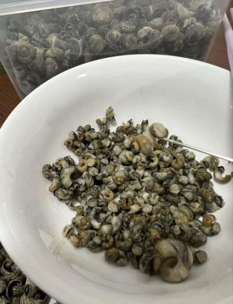 香螺煮多久才熟_香螺煮几分钟口感最好-第2张图片-山城妙识