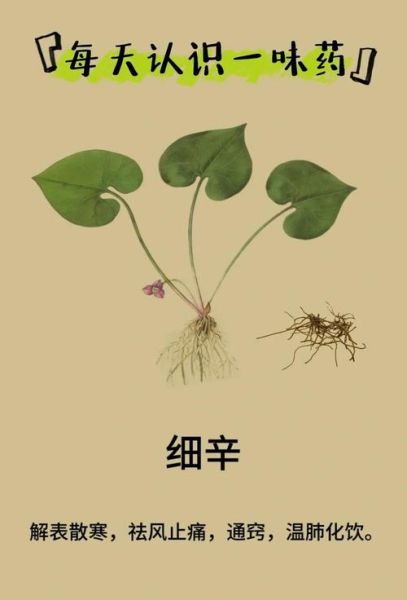 细辛的功效与作用_细辛能长期吃吗-第2张图片-山城妙识 细辛的功效与作用_细辛能长期吃吗-第2张图片-山城妙识
