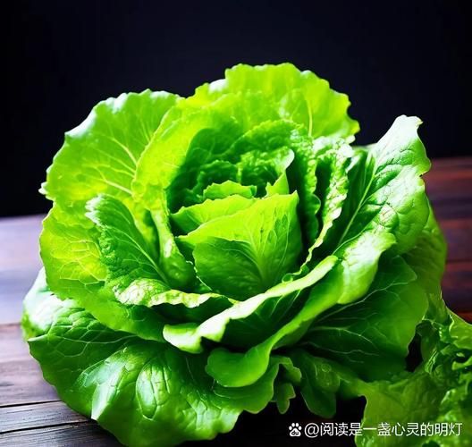 长叶莴苣怎么保存_长叶莴苣和生菜区别-第3张图片-山城妙识