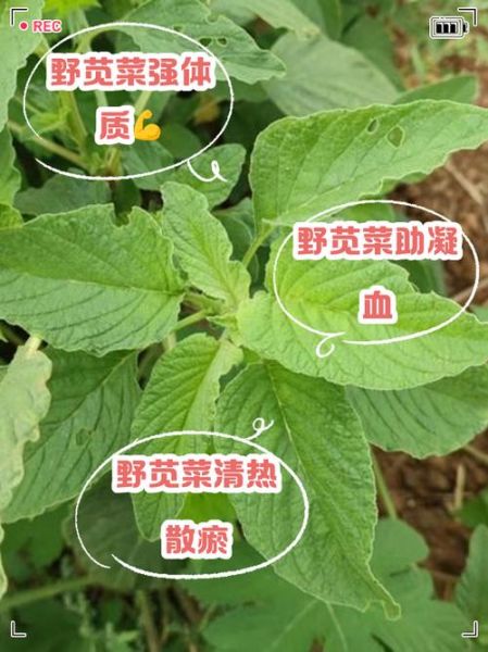 野生苋菜图片怎么识别_野生苋菜可以吃吗-第1张图片-山城妙识