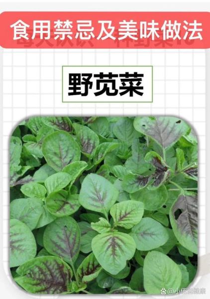 野生苋菜图片怎么识别_野生苋菜可以吃吗-第3张图片-山城妙识
