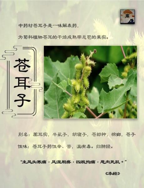 苍耳是什么植物_苍耳的功效与作用-第2张图片-山城妙识