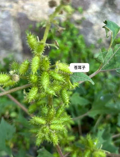 苍耳是什么植物_苍耳的功效与作用-第1张图片-山城妙识