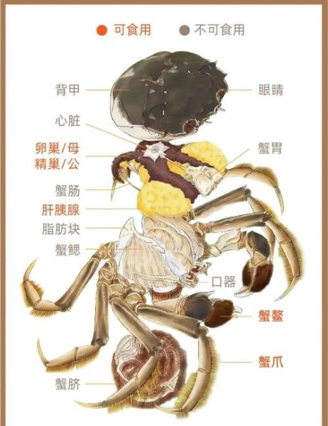 蒸好的螃蟹怎么保存_蒸熟的螃蟹能放多久-第2张图片-山城妙识 蒸好的螃蟹怎么保存_蒸熟的螃蟹能放多久-第2张图片-山城妙识