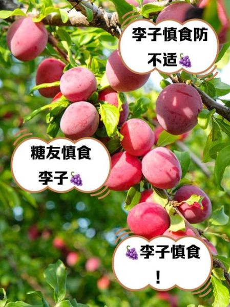 李子热量高吗_减肥能吃李子吗-第3张图片-山城妙识 李子热量高吗_减肥能吃李子吗-第3张图片-山城妙识