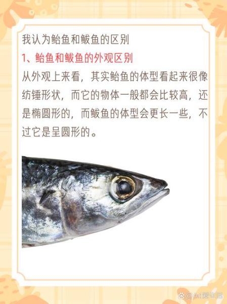 鲅鱼和青鱼的区别_如何一眼分辨-第2张图片-山城妙识 鲅鱼和青鱼的区别_如何一眼分辨-第2张图片-山城妙识