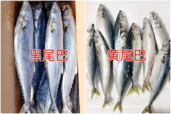 鲅鱼和青鱼的区别_如何一眼分辨-第3张图片-山城妙识 鲅鱼和青鱼的区别_如何一眼分辨-第3张图片-山城妙识