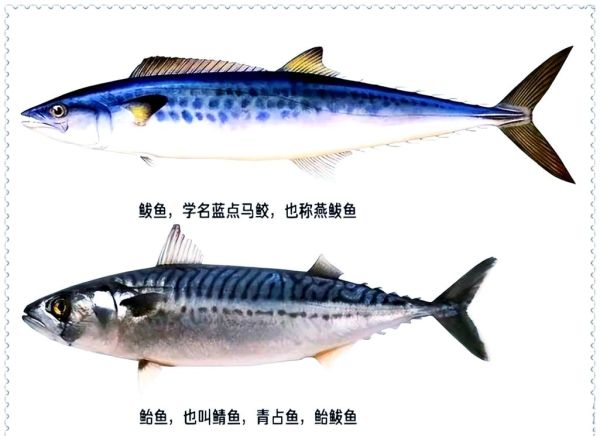 鲅鱼和青鱼的区别_如何一眼分辨-第1张图片-山城妙识 鲅鱼和青鱼的区别_如何一眼分辨-第1张图片-山城妙识