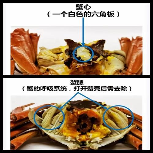 螃蟹哪些部位不能吃_螃蟹不能吃的部位图片-第2张图片-山城妙识 螃蟹哪些部位不能吃_螃蟹不能吃的部位图片-第2张图片-山城妙识