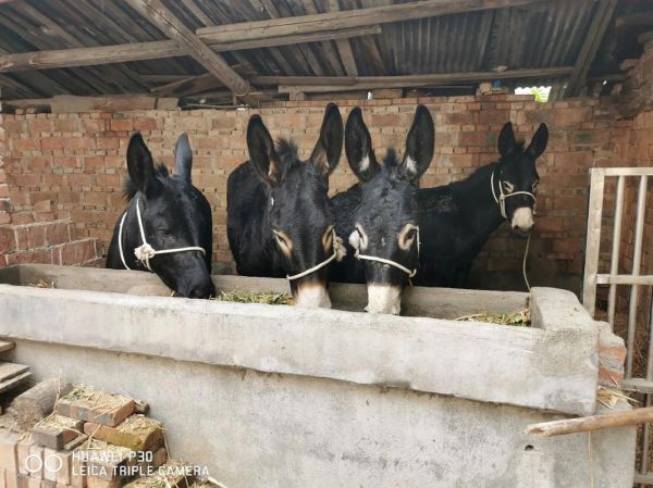 驴肉多少钱一斤_驴肉价格为什么差异大-第3张图片-山城妙识 驴肉多少钱一斤_驴肉价格为什么差异大-第3张图片-山城妙识