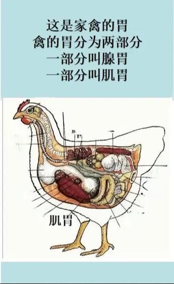 鸡胗熟了没怎么看_鸡胗如何判断熟没熟-第2张图片-山城妙识 鸡胗熟了没怎么看_鸡胗如何判断熟没熟-第2张图片-山城妙识