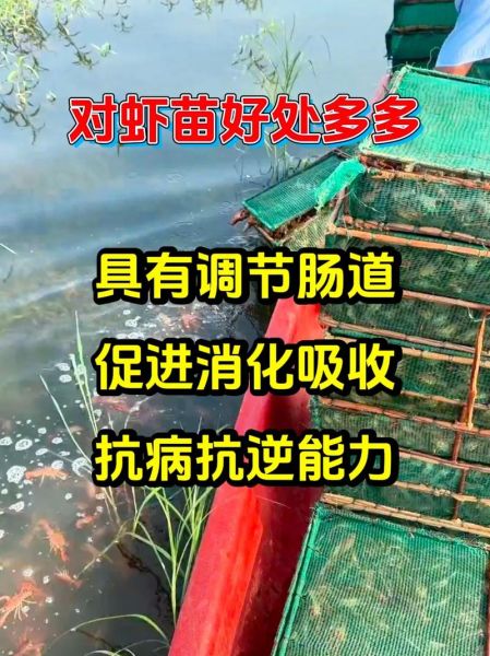龙虾吃什么食物_龙虾饲料怎么选-第1张图片-山城妙识 龙虾吃什么食物_龙虾饲料怎么选-第1张图片-山城妙识