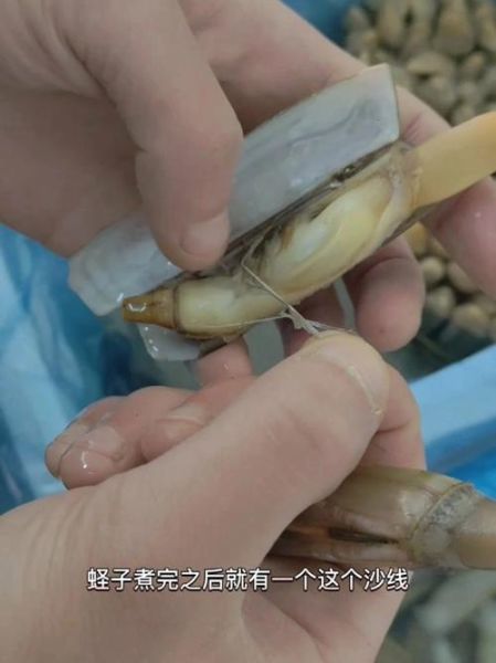 孕妇能吃蛏子吗_孕晚期吃蛏子注意事项-第2张图片-山城妙识 孕妇能吃蛏子吗_孕晚期吃蛏子注意事项-第2张图片-山城妙识