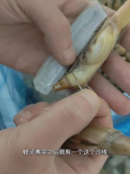 孕妇能吃蛏子吗_孕晚期吃蛏子注意事项-第3张图片-山城妙识 孕妇能吃蛏子吗_孕晚期吃蛏子注意事项-第3张图片-山城妙识