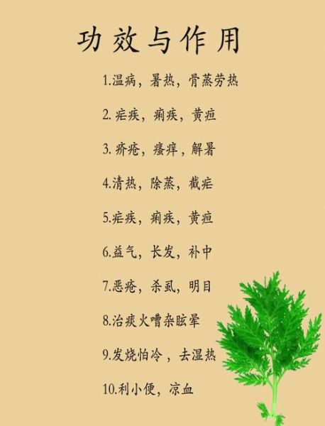 青蒿的功效与作用有哪些_青蒿能治疗哪些疾病-第1张图片-山城妙识 青蒿的功效与作用有哪些_青蒿能治疗哪些疾病-第1张图片-山城妙识