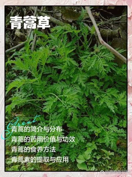 青蒿的功效与作用有哪些_青蒿能治疗哪些疾病-第2张图片-山城妙识 青蒿的功效与作用有哪些_青蒿能治疗哪些疾病-第2张图片-山城妙识