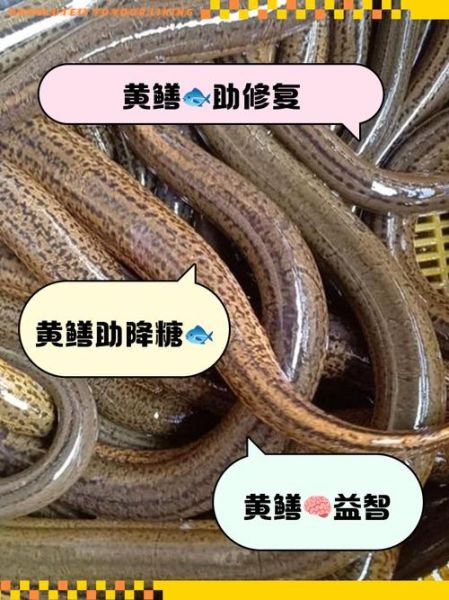 黄鳝的营养价值_黄鳝的功效与作用-第2张图片-山城妙识 黄鳝的营养价值_黄鳝的功效与作用-第2张图片-山城妙识