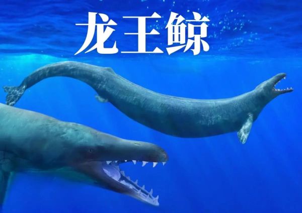 龙王鲸是什么动物_龙王鲸灭绝了吗-第1张图片-山城妙识 龙王鲸是什么动物_龙王鲸灭绝了吗-第1张图片-山城妙识