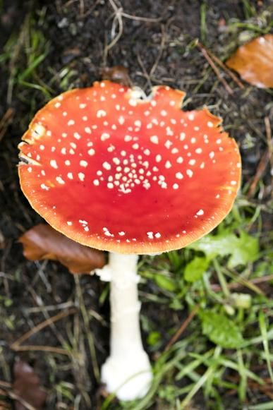魔术菇怎么种_魔术菇的功效与作用-第3张图片-山城妙识 魔术菇怎么种_魔术菇的功效与作用-第3张图片-山城妙识
