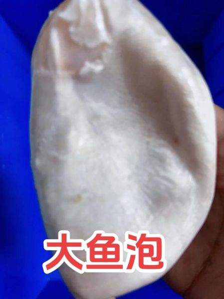 鱼泡泡怎么养_鱼泡泡多久换一次水-第1张图片-山城妙识 鱼泡泡怎么养_鱼泡泡多久换一次水-第1张图片-山城妙识