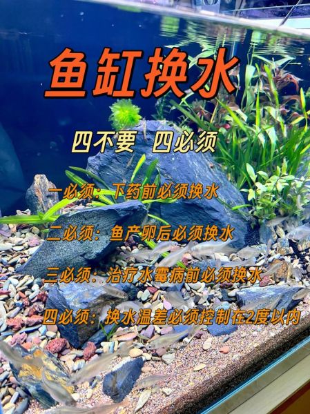 鱼泡泡怎么养_鱼泡泡多久换一次水-第2张图片-山城妙识 鱼泡泡怎么养_鱼泡泡多久换一次水-第2张图片-山城妙识