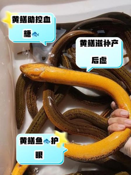 鳝鱼的营养价值_鳝鱼有哪些禁忌-第1张图片-山城妙识 鳝鱼的营养价值_鳝鱼有哪些禁忌-第1张图片-山城妙识