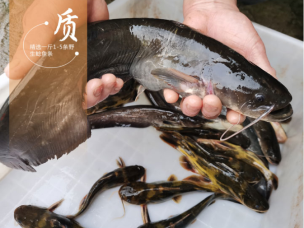 鲶鱼多少钱一斤2021_2021年鲶鱼价格走势-第1张图片-山城妙识 鲶鱼多少钱一斤2021_2021年鲶鱼价格走势-第1张图片-山城妙识