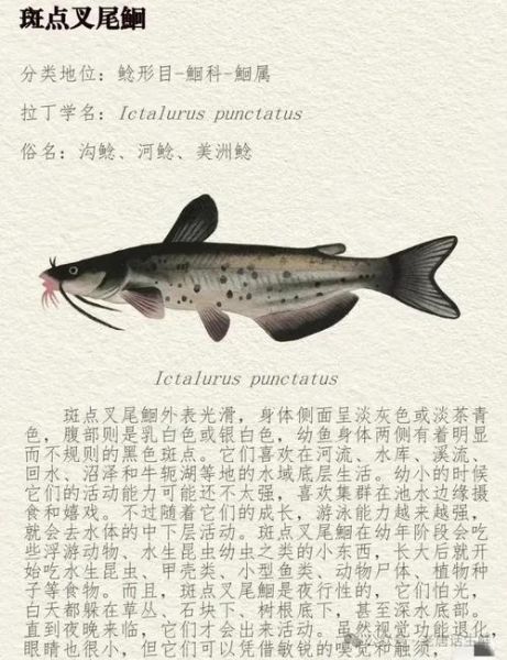 鲶鱼多少钱一斤2021_2021年鲶鱼价格走势-第2张图片-山城妙识 鲶鱼多少钱一斤2021_2021年鲶鱼价格走势-第2张图片-山城妙识