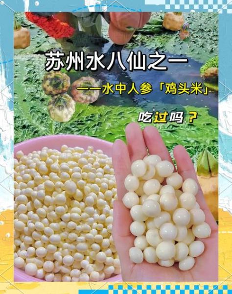 苏州鸡头米怎么保存_苏州鸡头米图片长什么样-第2张图片-山城妙识 苏州鸡头米怎么保存_苏州鸡头米图片长什么样-第2张图片-山城妙识