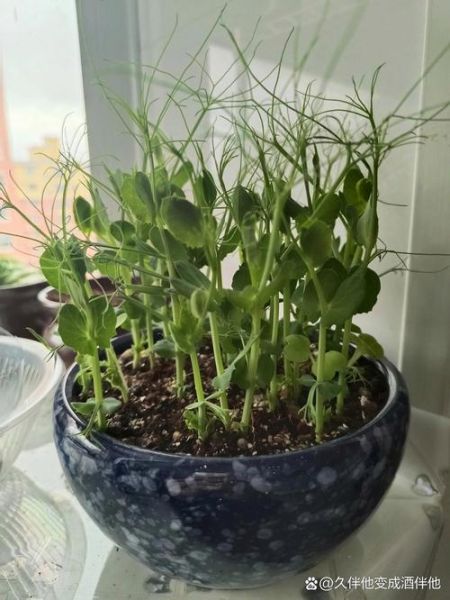 青豌豆发芽了还能吃吗_发芽青豌豆有毒吗-第2张图片-山城妙识