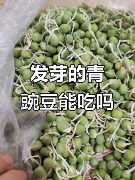 青豌豆发芽了还能吃吗_发芽青豌豆有毒吗-第1张图片-山城妙识