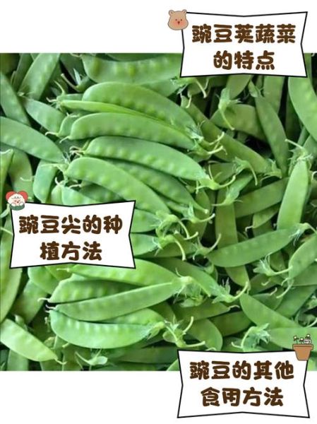 豌豆荚是什么软件_豌豆荚还能用吗-第3张图片-山城妙识 豌豆荚是什么软件_豌豆荚还能用吗-第3张图片-山城妙识