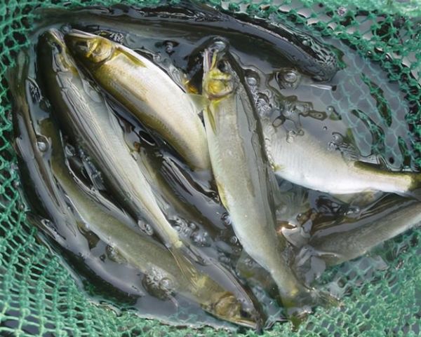 香鱼多少钱一斤_香鱼价格为何波动大-第2张图片-山城妙识 香鱼多少钱一斤_香鱼价格为何波动大-第2张图片-山城妙识