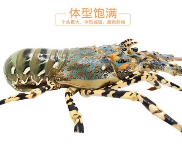 花龙虾多少钱一斤_花龙虾怎么做好吃-第3张图片-山城妙识 花龙虾多少钱一斤_花龙虾怎么做好吃-第3张图片-山城妙识